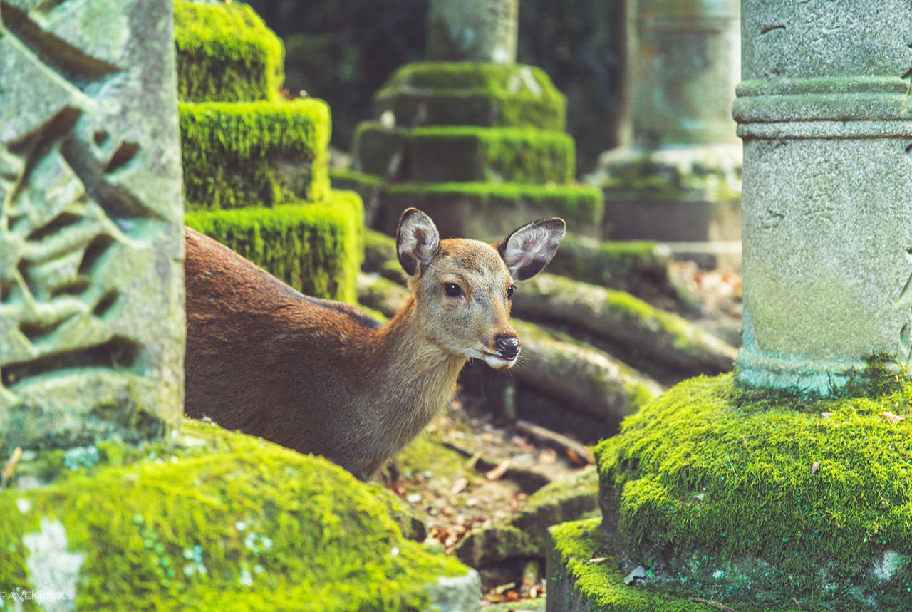[One-day tour in Nara and Uji] Byodoin Temple, The Tale of Genji Museum, Uji Natural Hot Spring ...